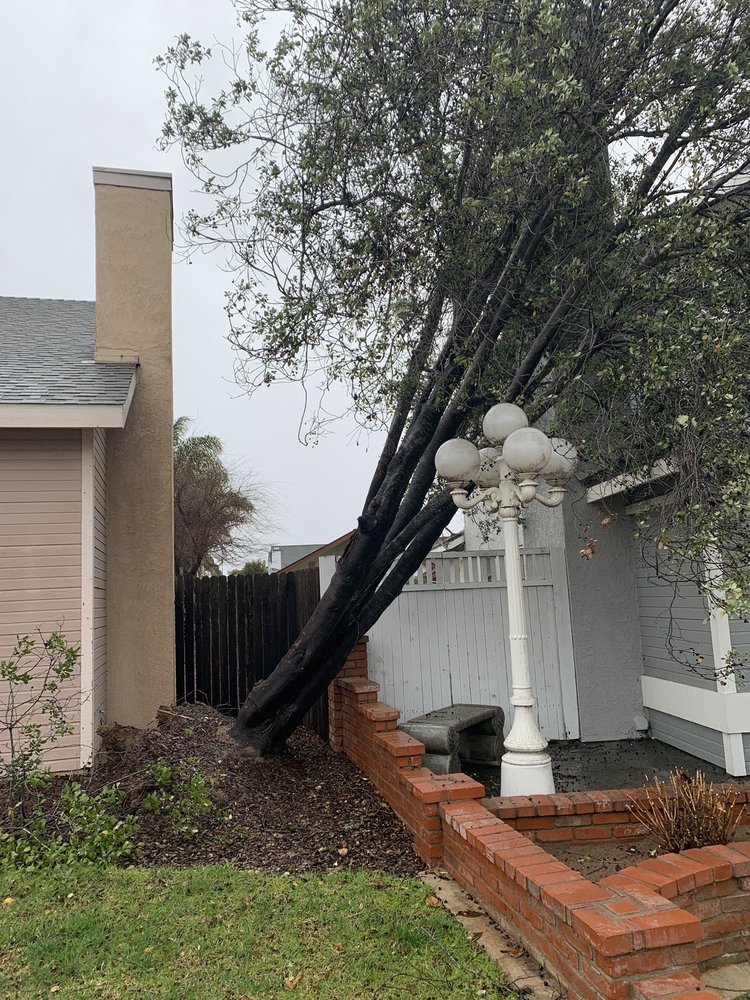 Paradise Tree Service - Top Rated Tree Service - San Luis Obispo ...