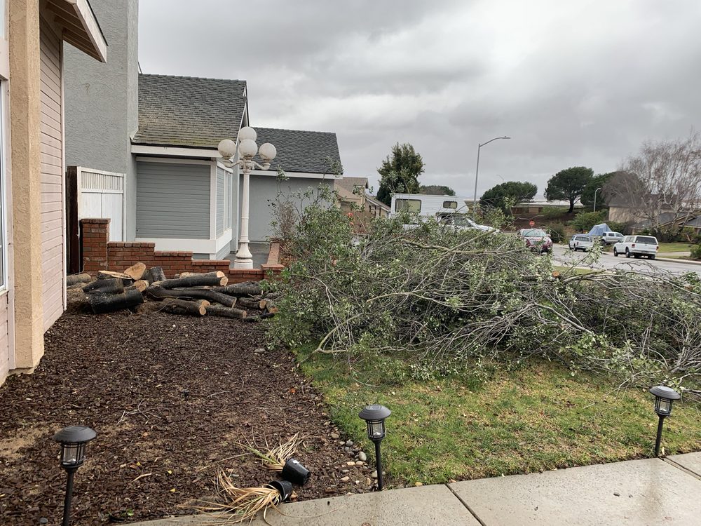 Paradise Tree Service - Top Rated Tree Service - San Luis Obispo ...