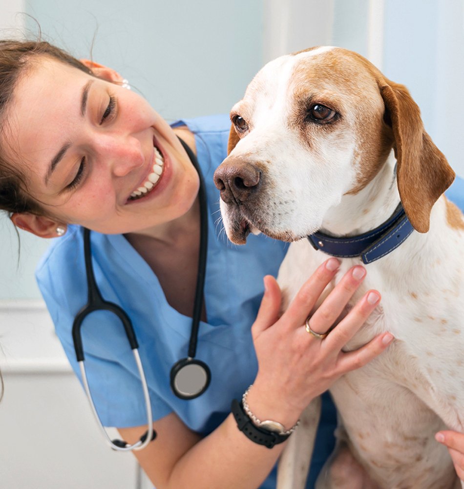 ASSISI - Vet practice management software