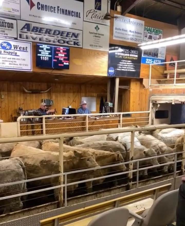 Livestock Auctions | South Dakota Stockgrowers Association | SD