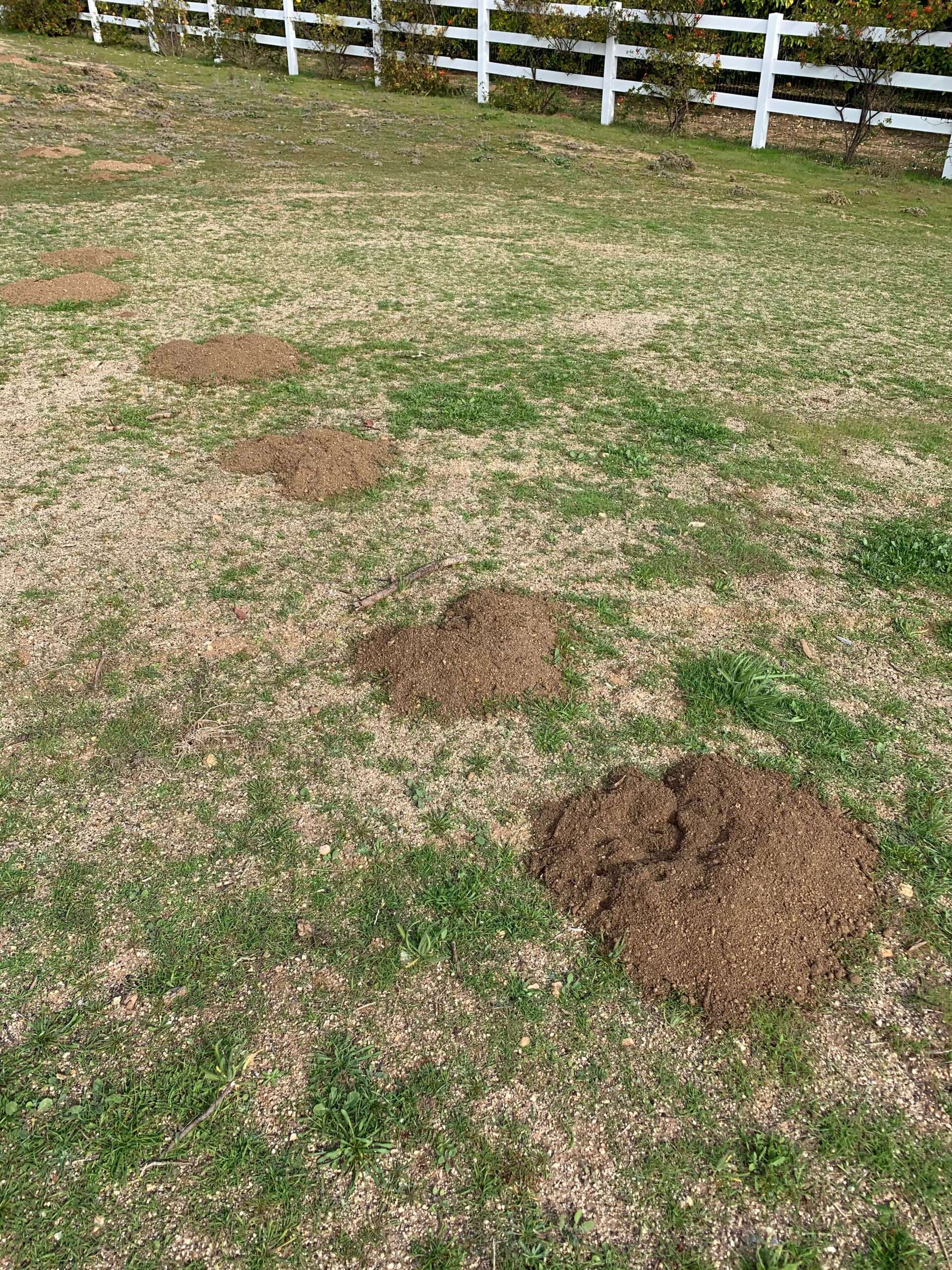 Gophers vs Moles | Which Animal Pest Do You Have