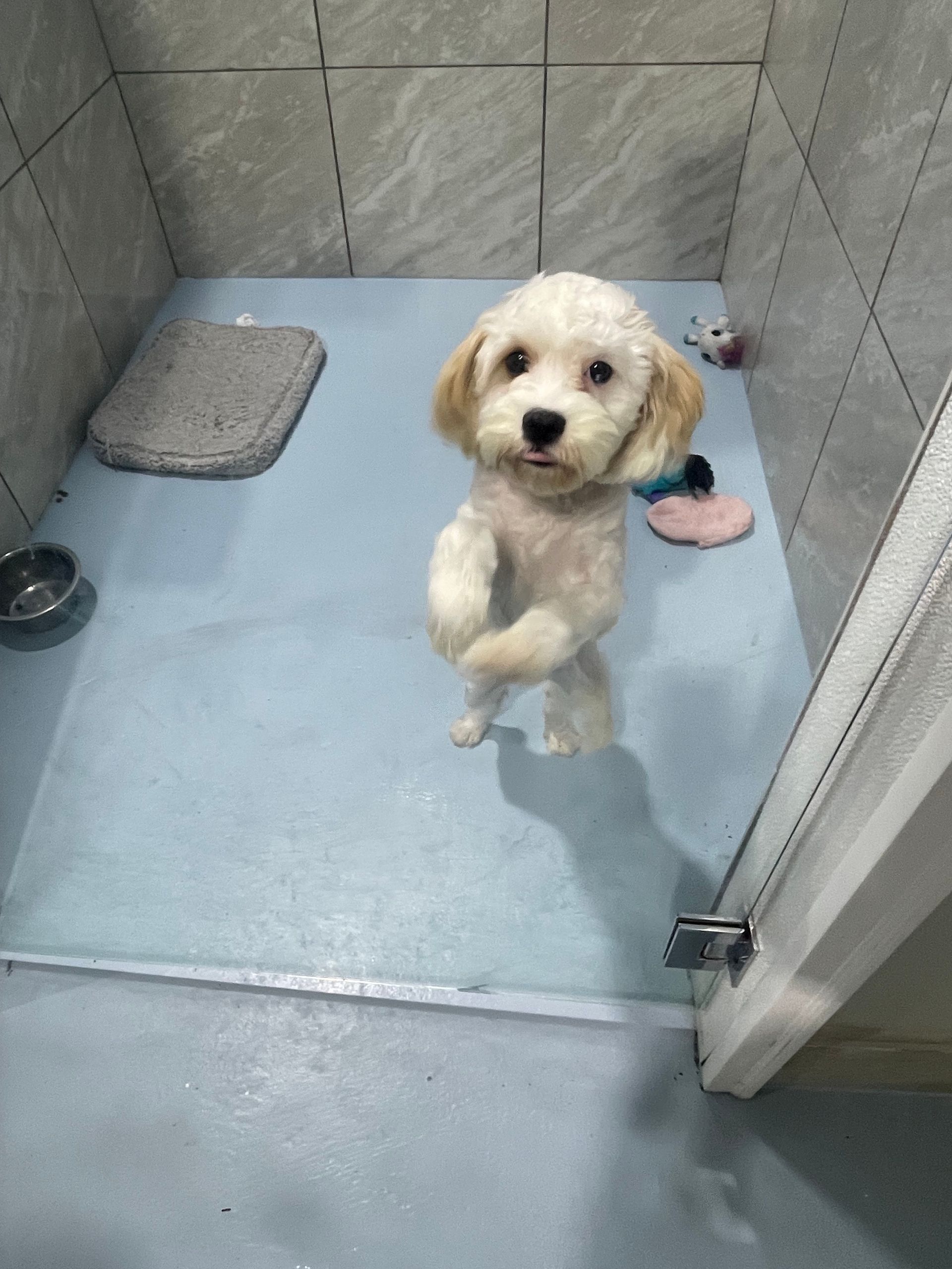 Dog Boarding - Triangle Pet Resort