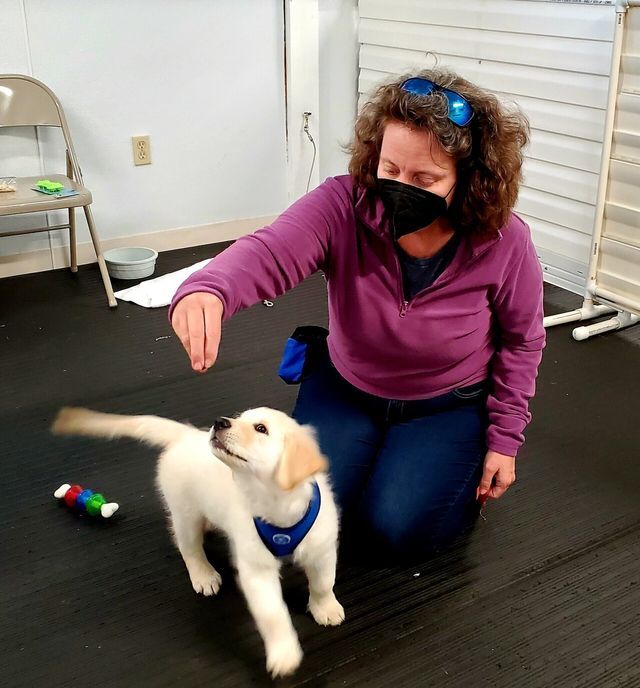 Local Dog Trainer in Harrisburg, NC