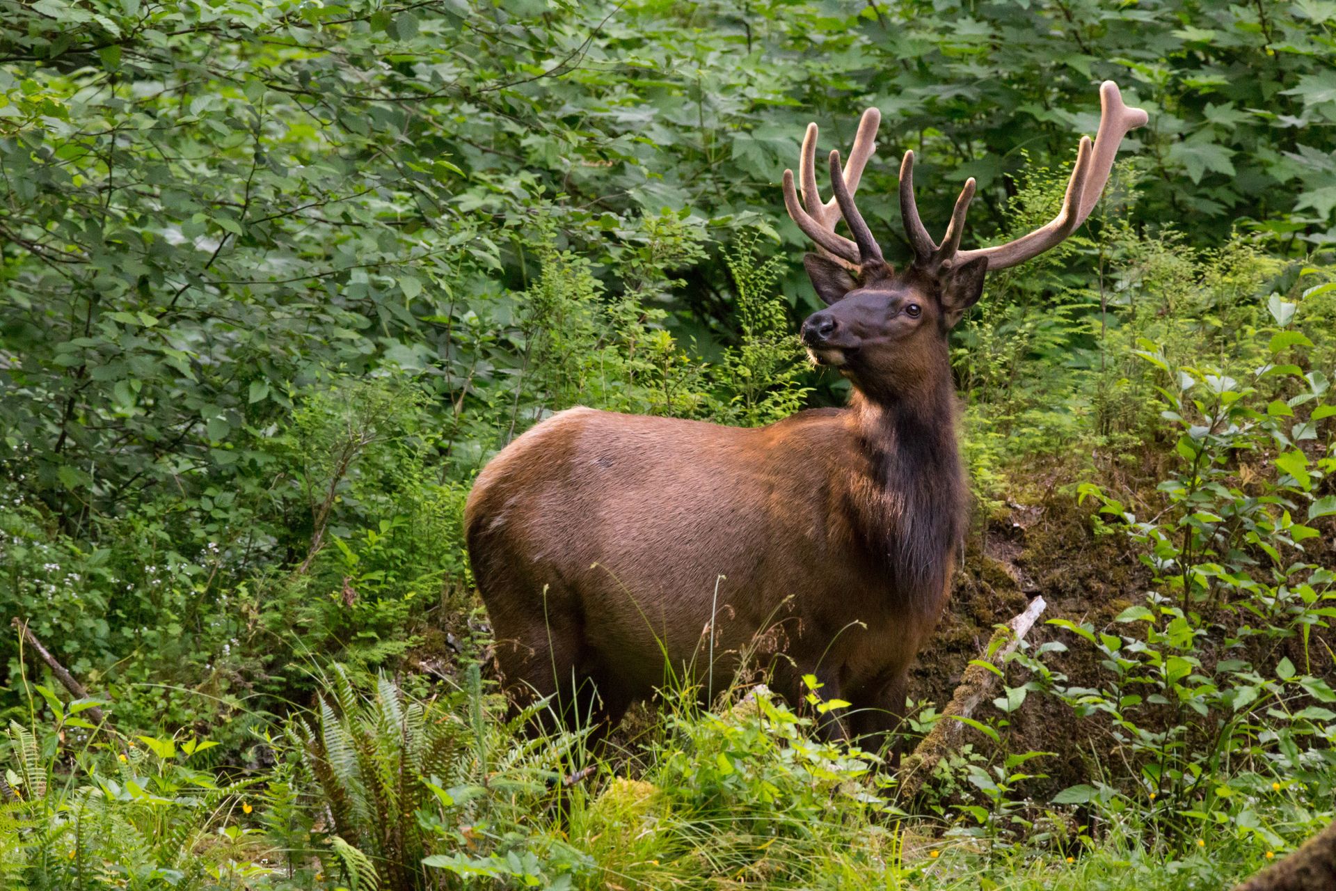 Visiting The Northwest Trek Park in Eatonville, WA