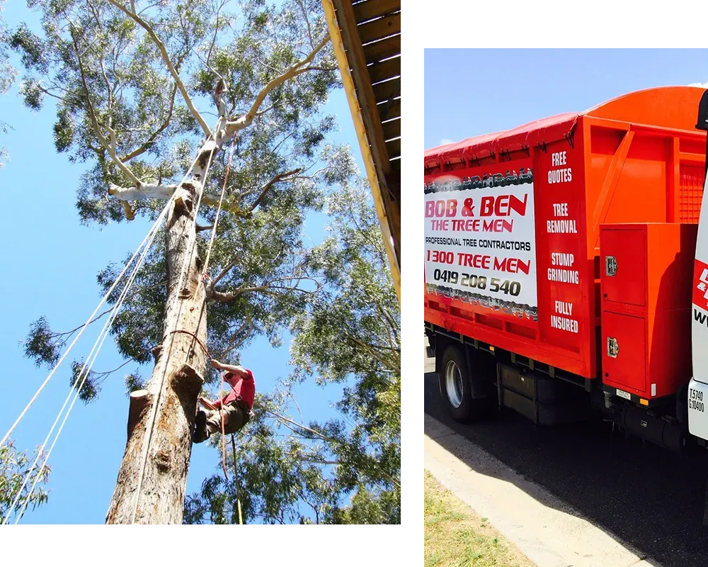 Tree Removal Application Forms | Bob & Ben The Tree Men