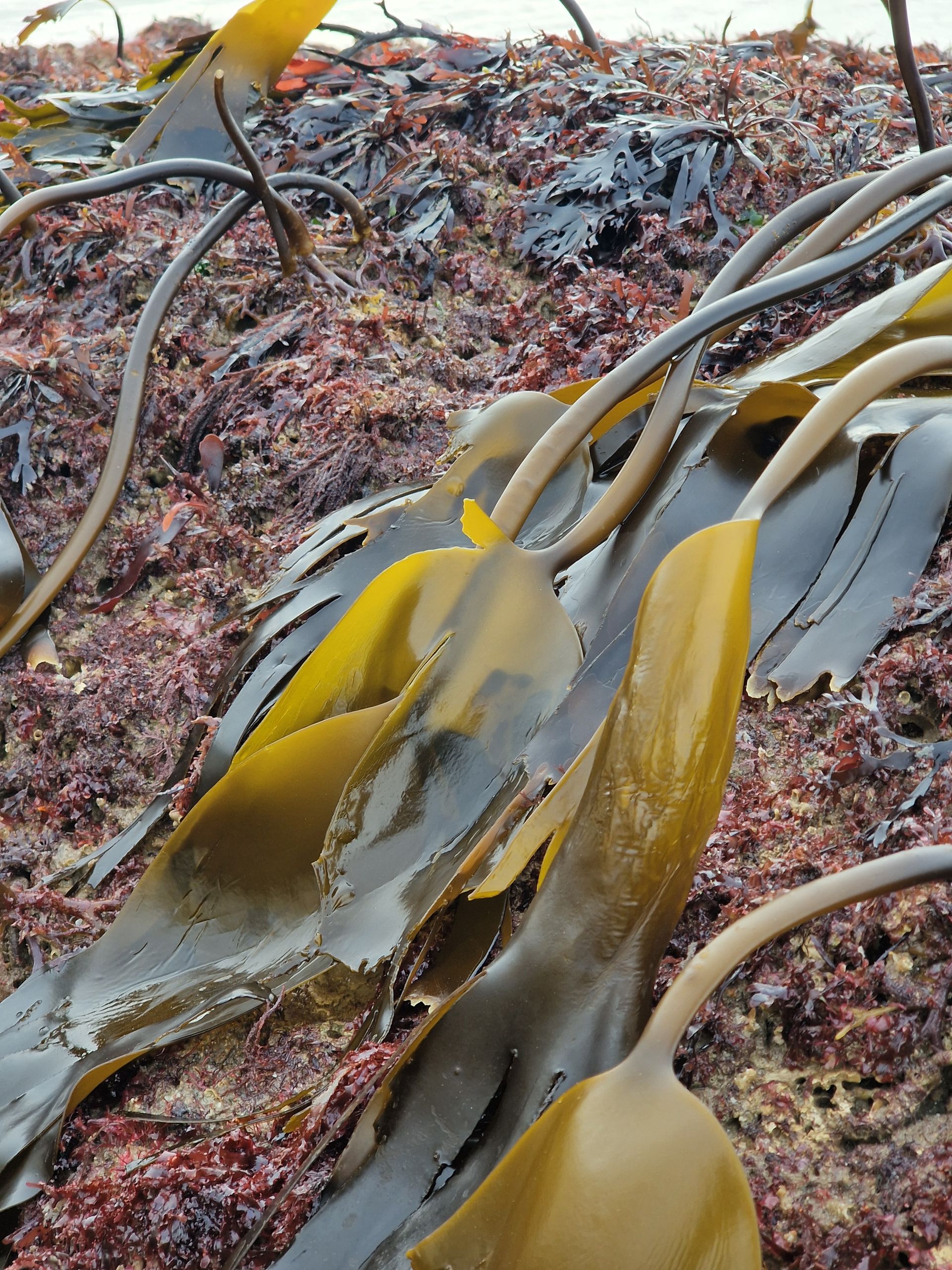 Hastings Kelp Project