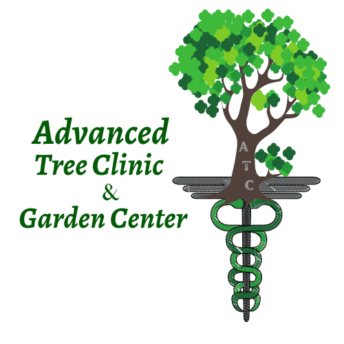 Tree Clinic & Care | Midland, TX | Advanced Tree Clinic