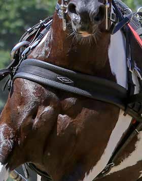 Tedman Tedex Harness