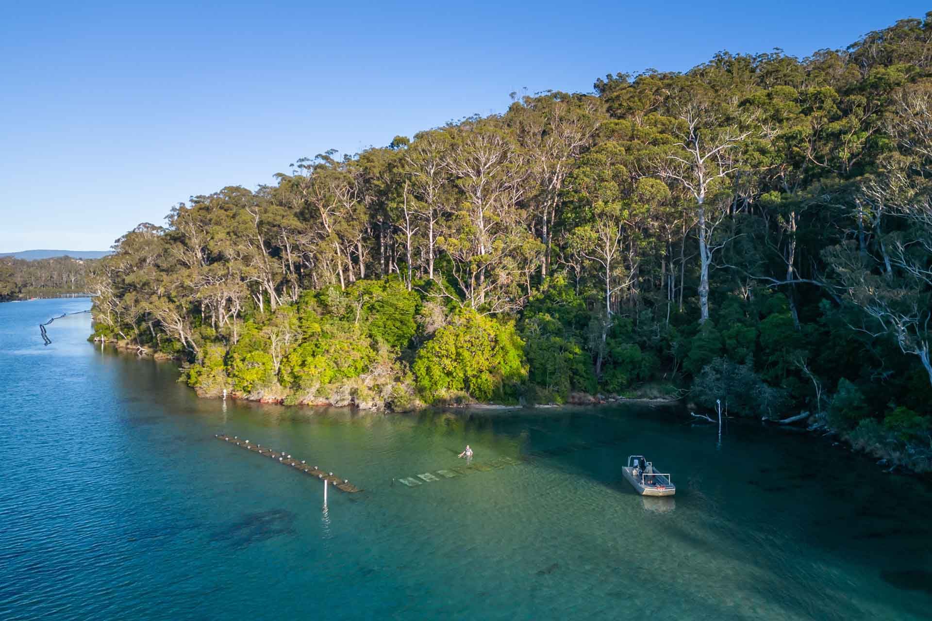Sydney Rock Oysters from Pambula Lake, Sapphire Coast