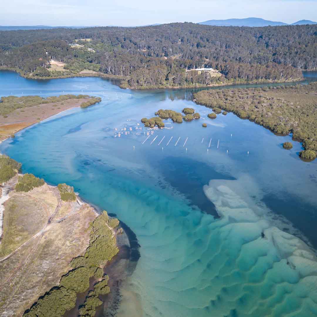Sydney Rock Oyster Farmers, Bermagui River NSW