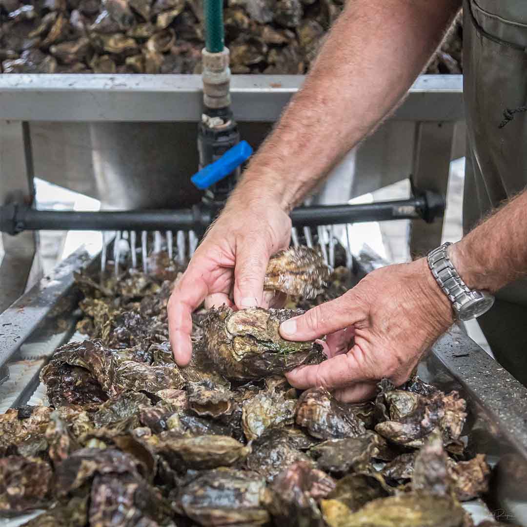 Sydney Rock Oyster Handling & Storage