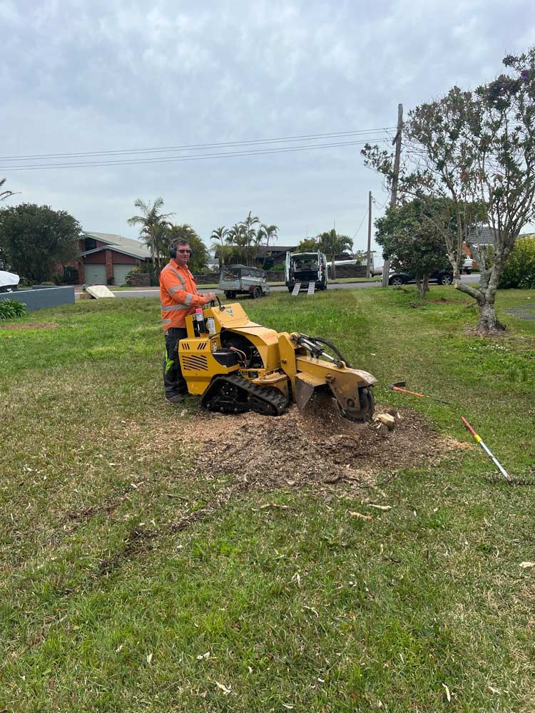 Central Coast Tree Removal | Arborist on the Central Coast