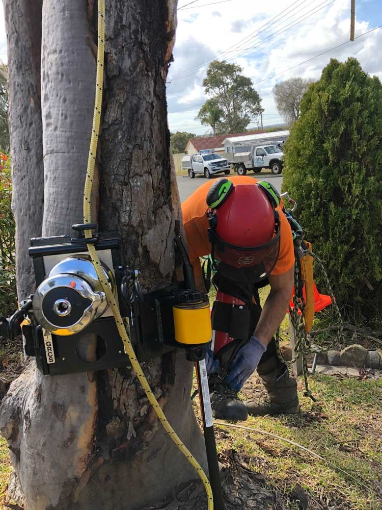 Central Coast Tree Removal | Arborist on the Central Coast