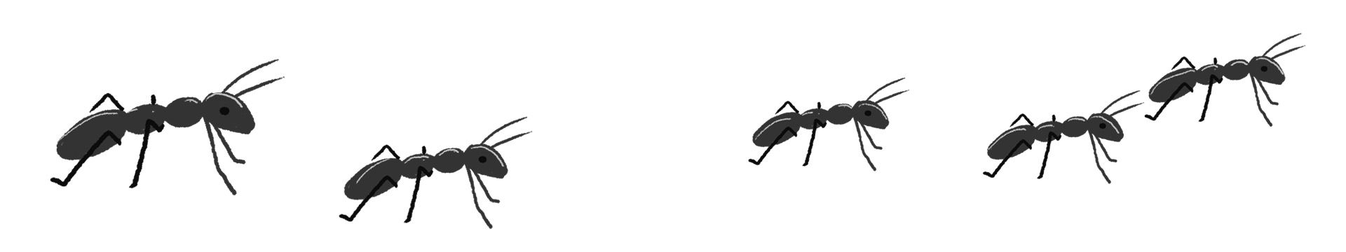 Local Ant Control Services | Keystone Pest Solutions LLC