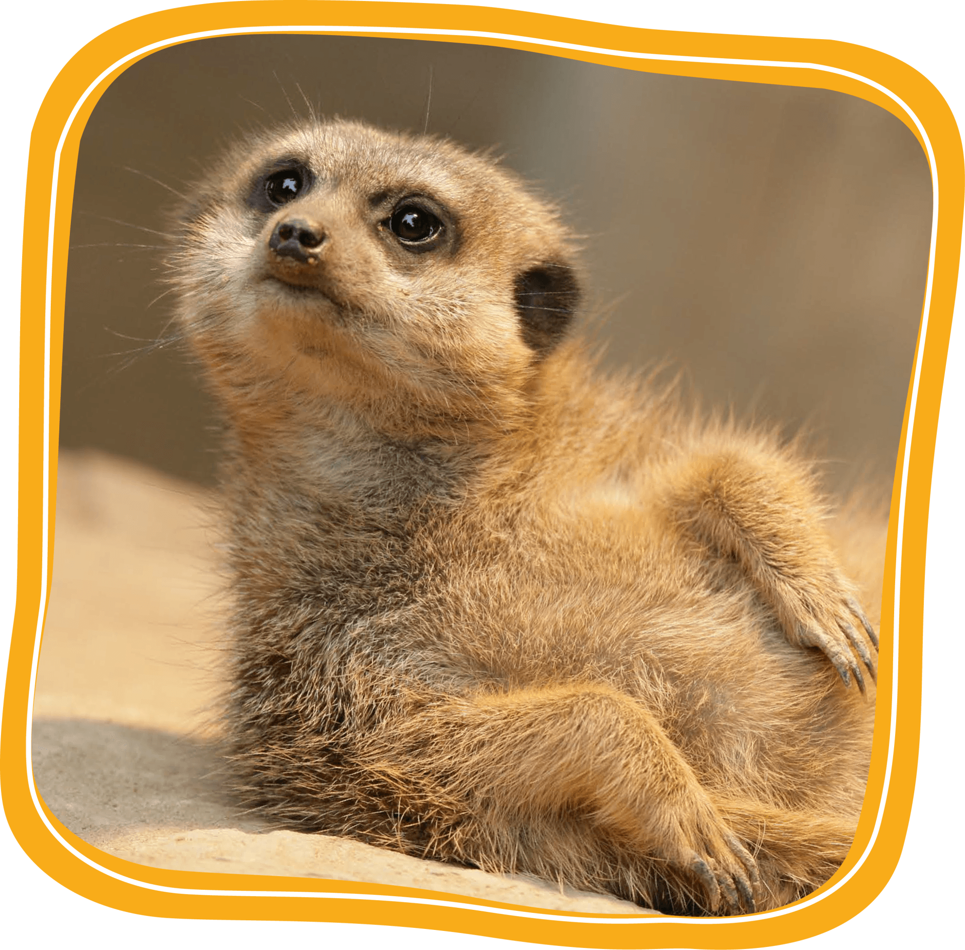 Animal Experiences & Zoo Keeper Experience | Auchingarrich Wildlife Park