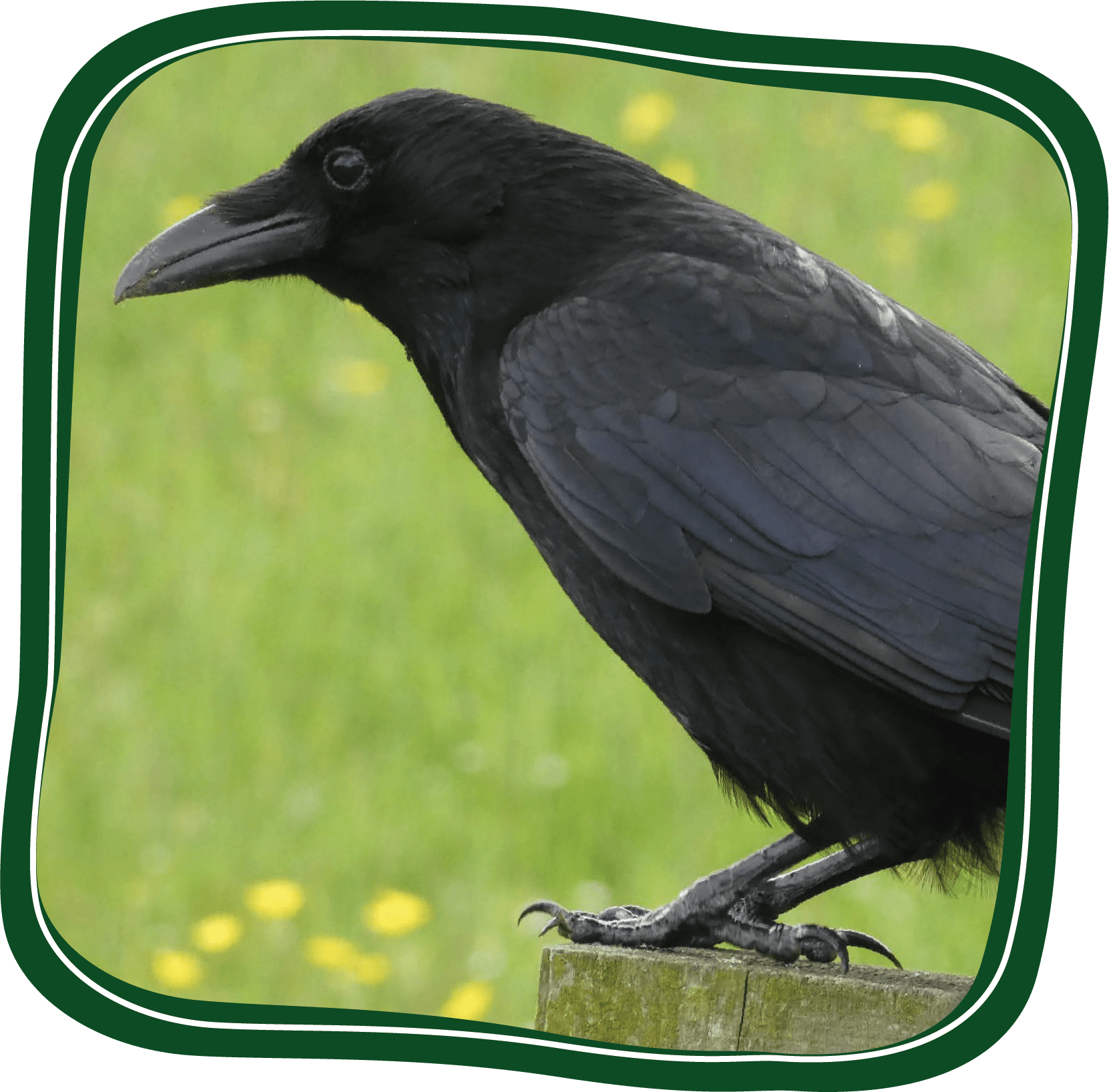 Adopt a Crow | Auchingarrich Wildlife Park
