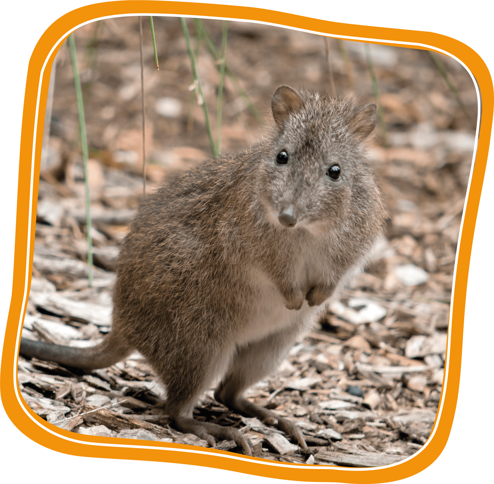 Adopt an Australian Potoroo | Auchingarrich Wildlife Park
