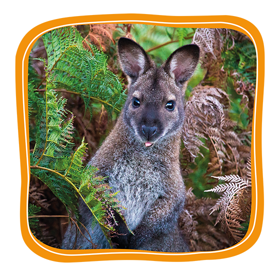 Wildlife | Auchingarrich Wildlife Park | Zoo and Adventure Park
