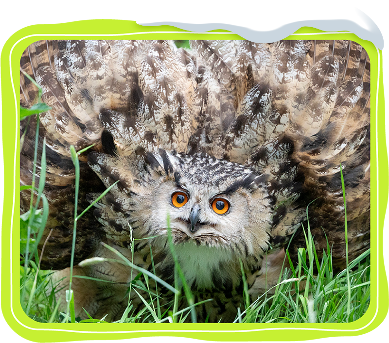 Auchingarrich Wildlife Park | Zoo and Adventure Park