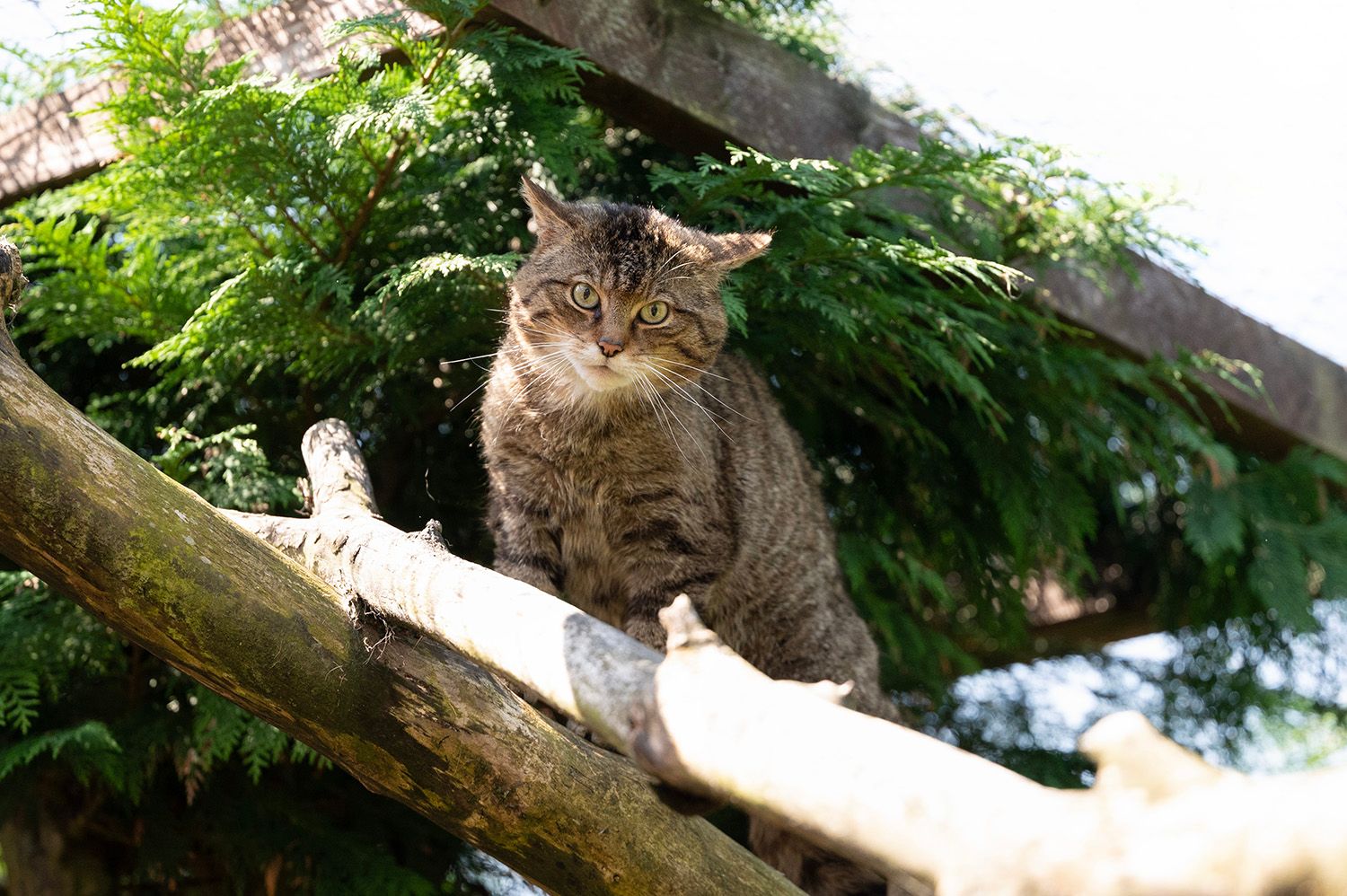 Gallery | Auchingarrich Wildlife Park