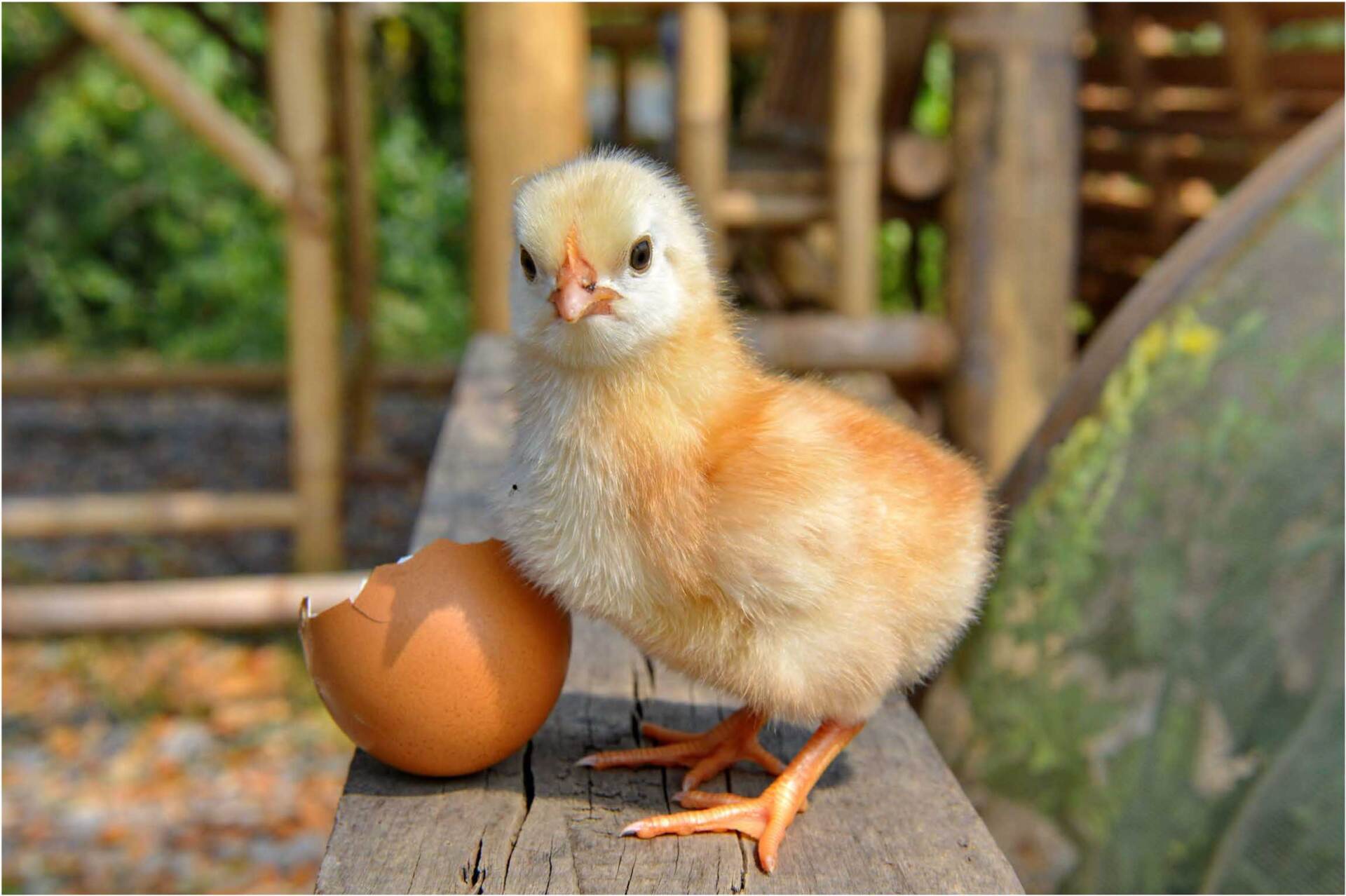 Auchingarrich Wildlife Park | Zoo and Adventure Park