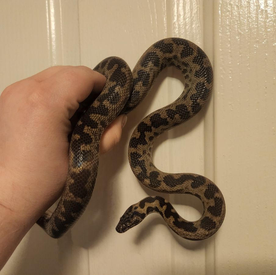 Real Aussie Reptiles | Antaresia Species