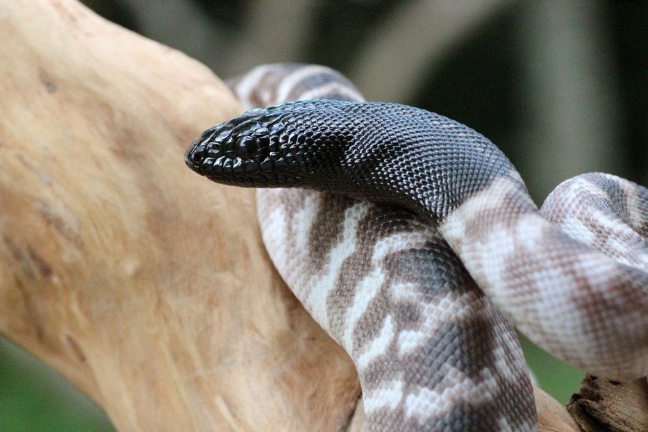 Black Headed Pythons - FAQs