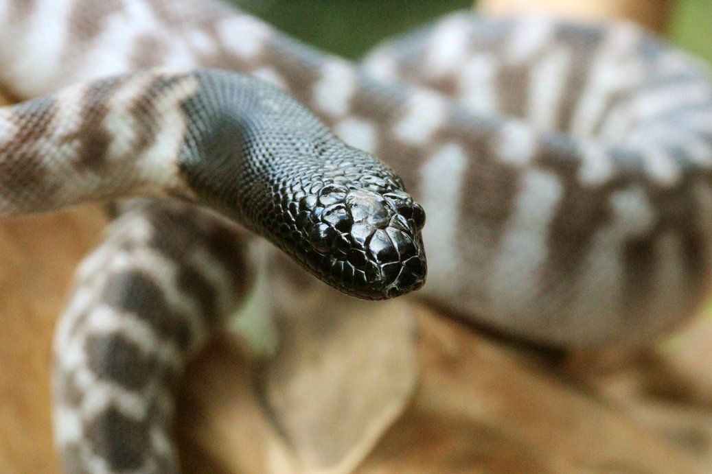 Black Headed Pythons - FAQs