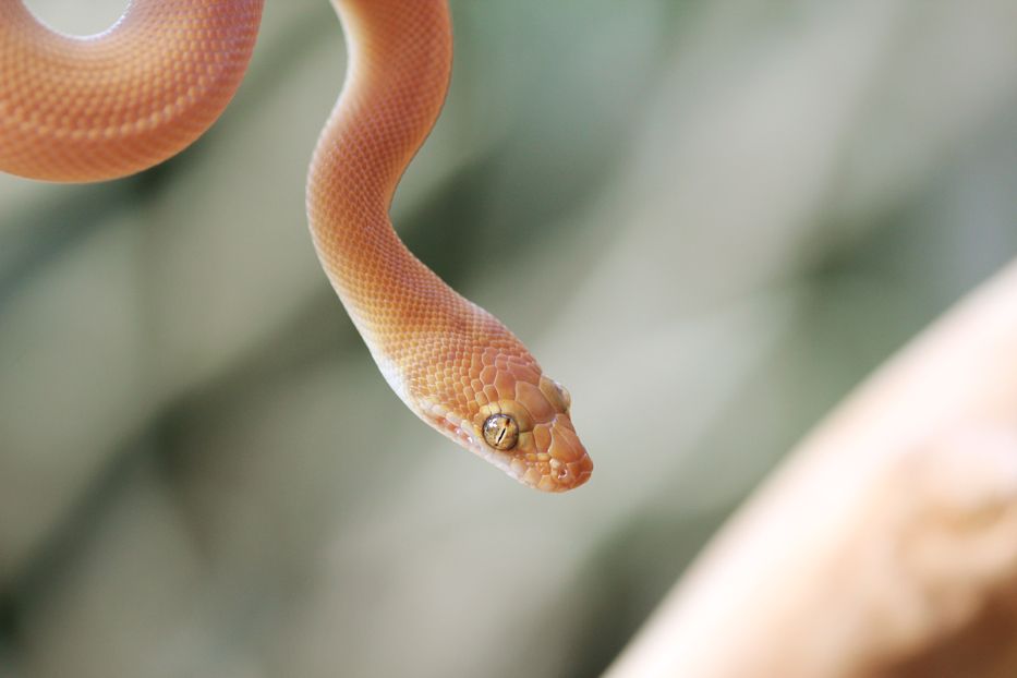 Children's Pythons - FAQs