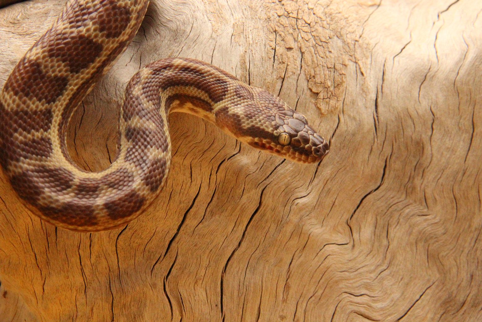 Real Aussie Reptiles | Antaresia Species