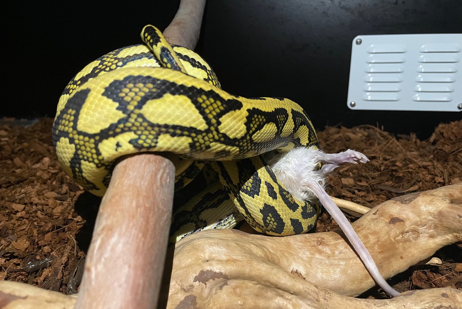 Feeding Snakes - Rats vs Mice?