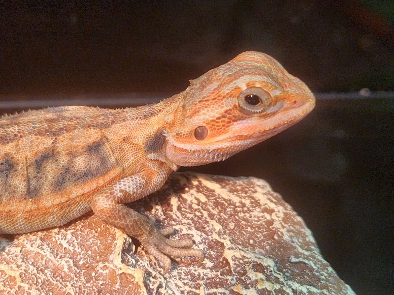 Real Aussie Reptiles | Bearded Dragons