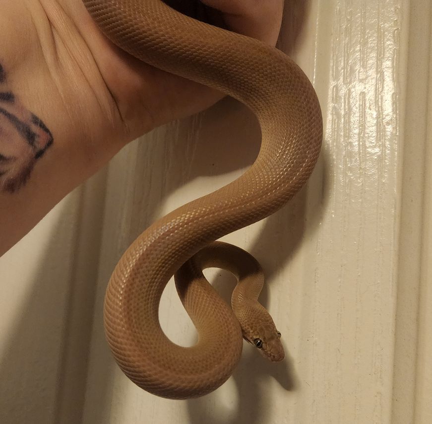 Real Aussie Reptiles | Antaresia Species