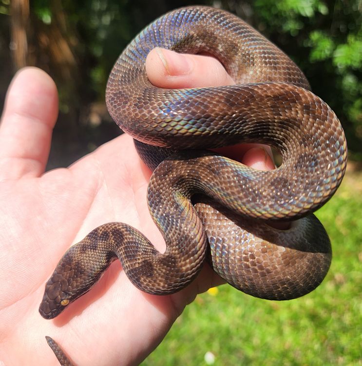 Real Aussie Reptiles | Antaresia Species