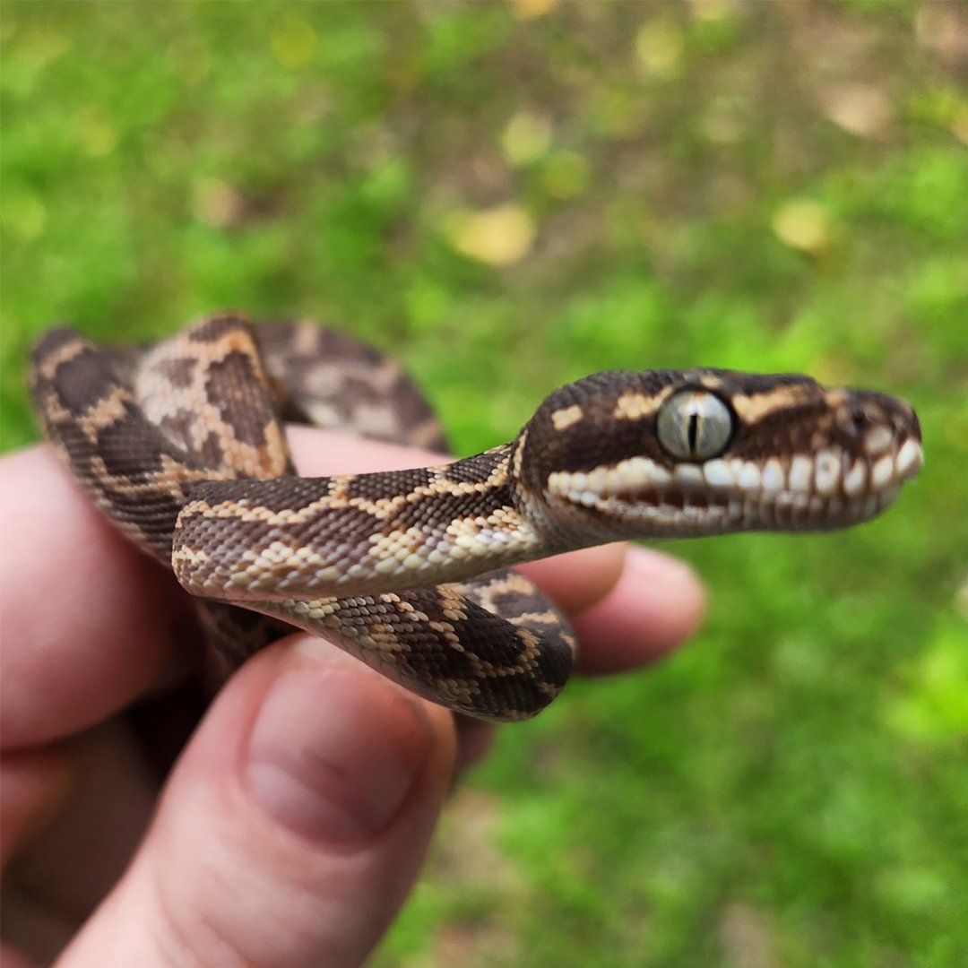 Real Aussie Reptiles | Morelia species