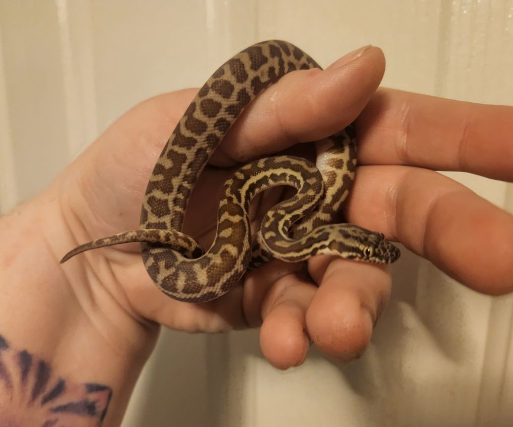 Real Aussie Reptiles | Antaresia Species