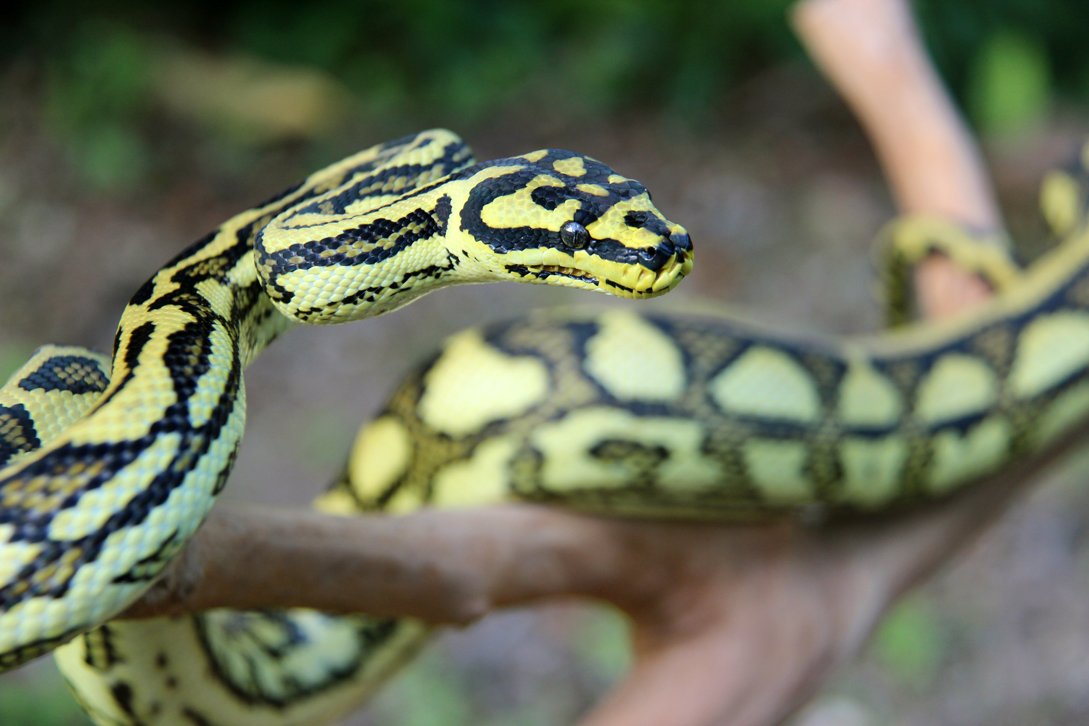 Jungle Carpet Pythons - FAQs