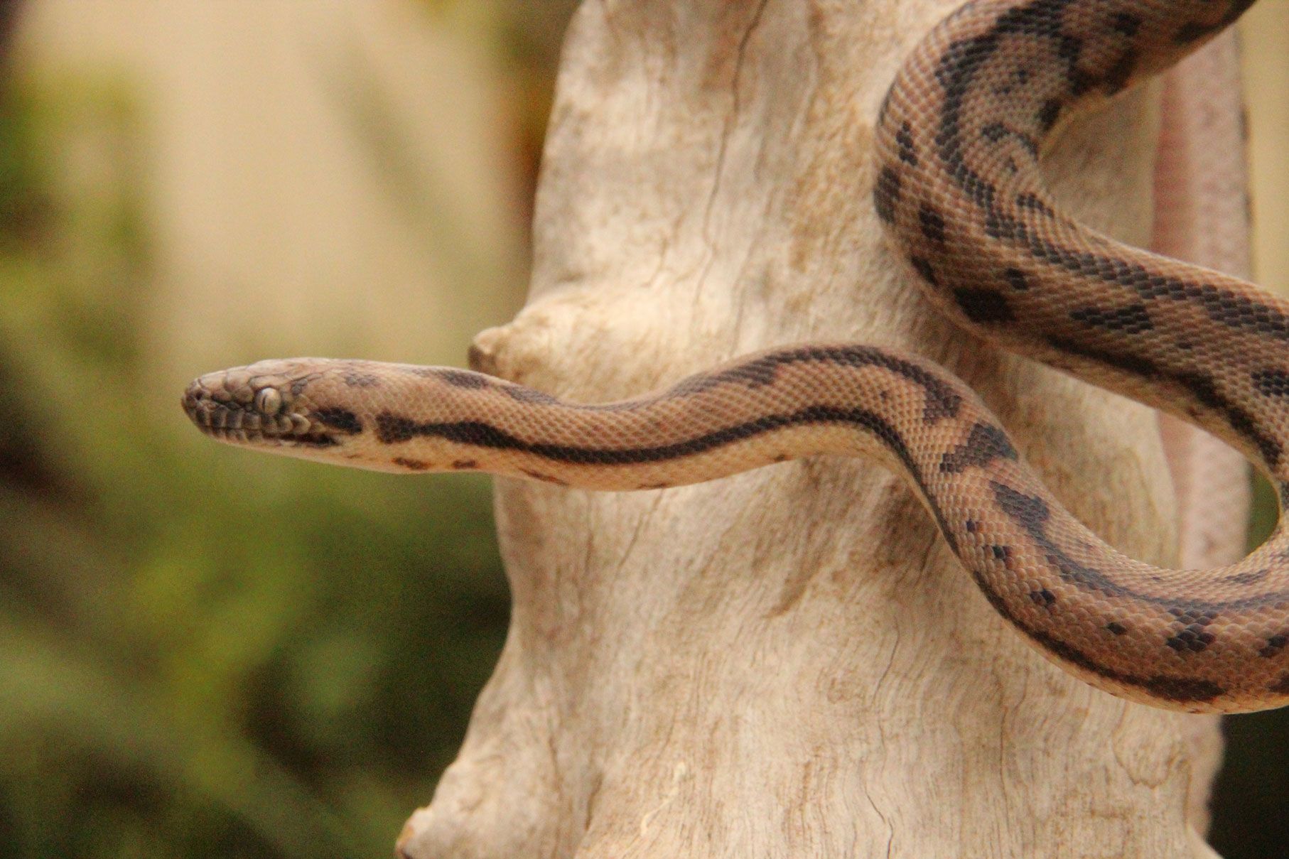 Real Aussie Reptiles | Antaresia Species