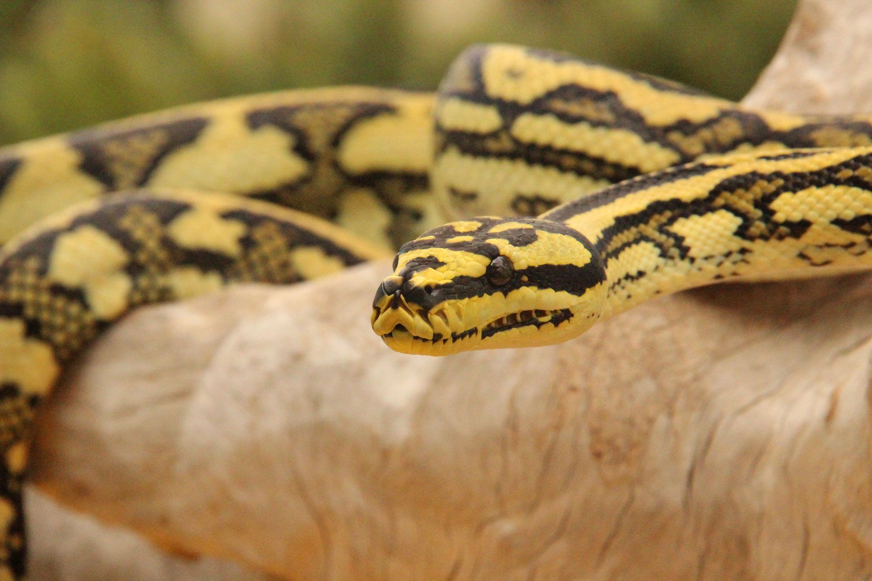 Real Aussie Reptiles | Current Reptiles