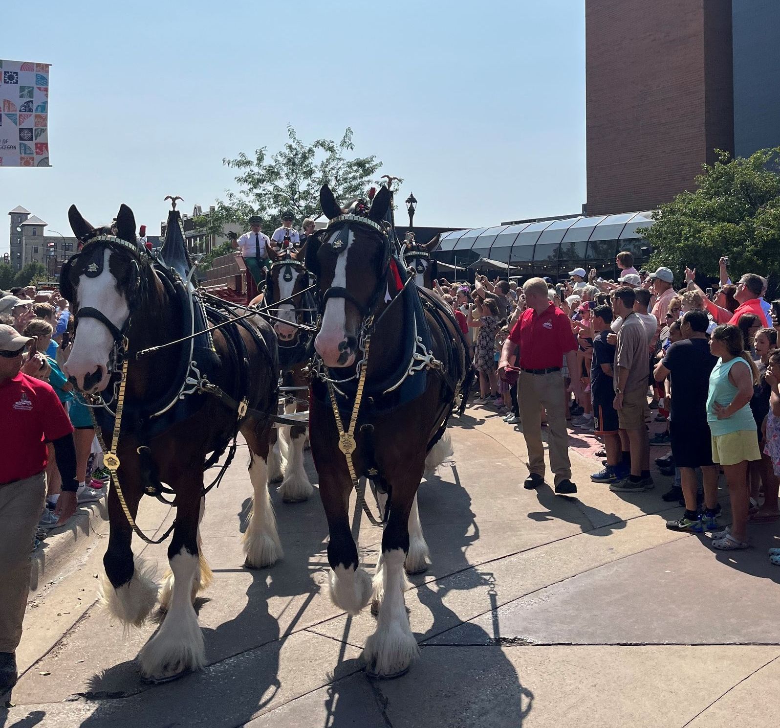 Tyler Sales celebrates 90 years with Budweiser Clydesdales