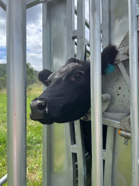 Quality Steel Products | Sandy Creek, QLD | SEQ Rural