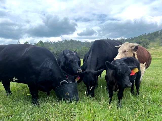 Quality Steel Products | Sandy Creek, QLD | SEQ Rural