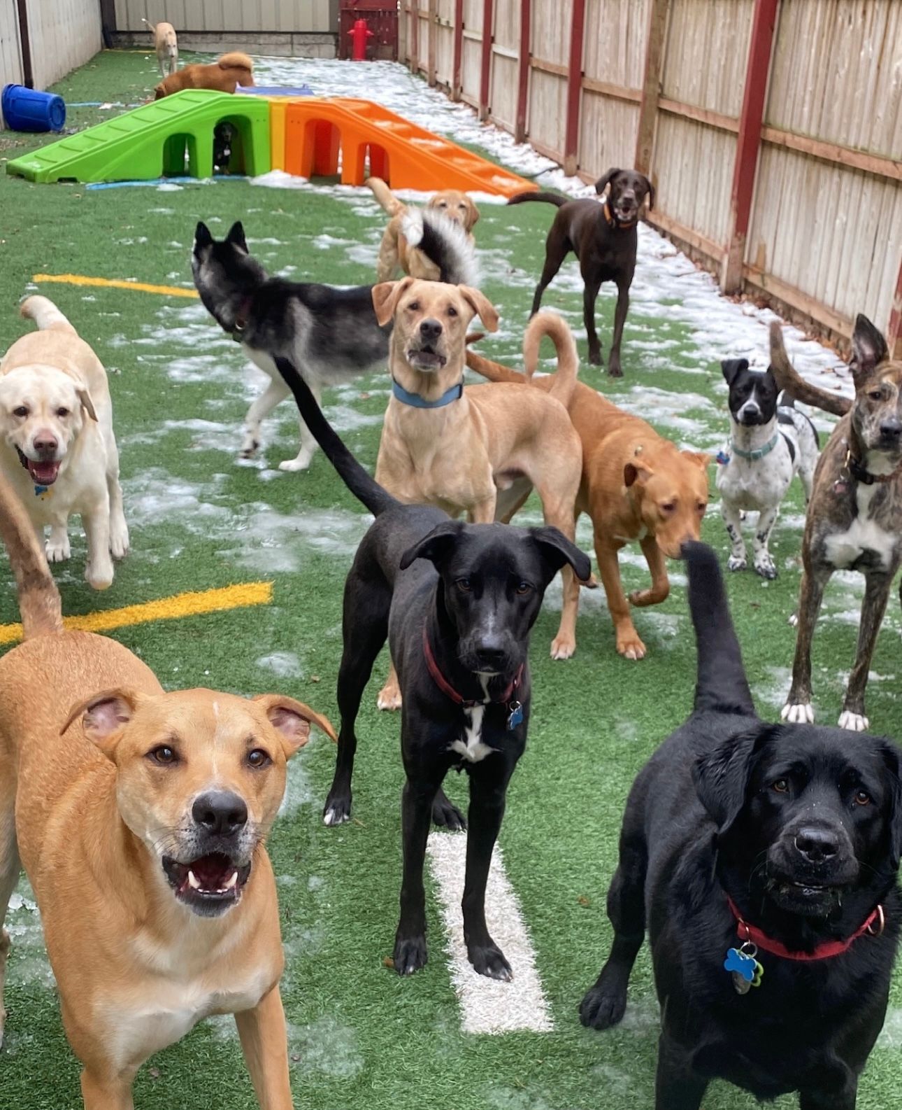 The Mellow Mutt LLC - Grooming Training | Manchester CT