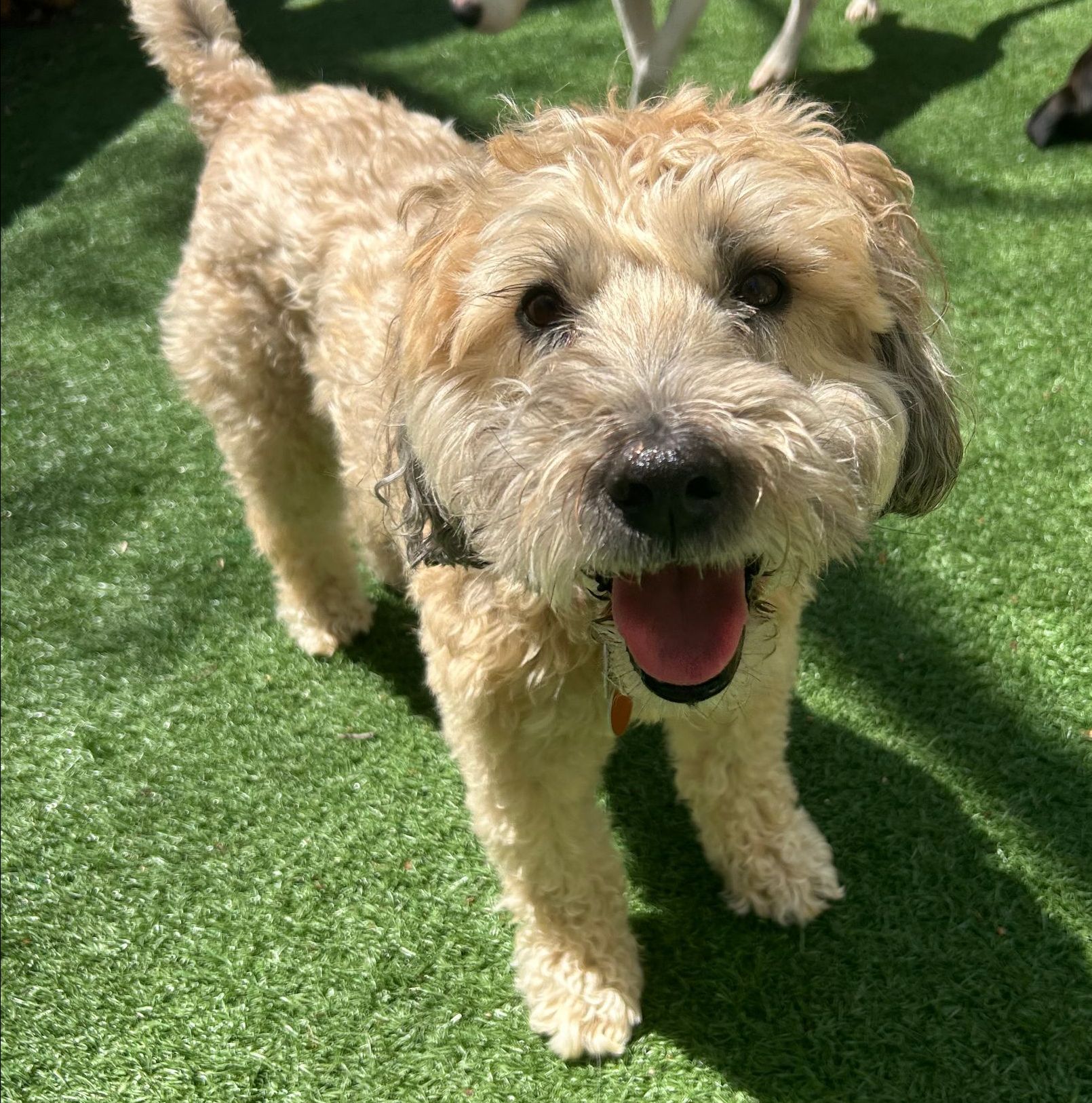 The Mellow Mutt LLC Photo Gallery | Manchester, CT