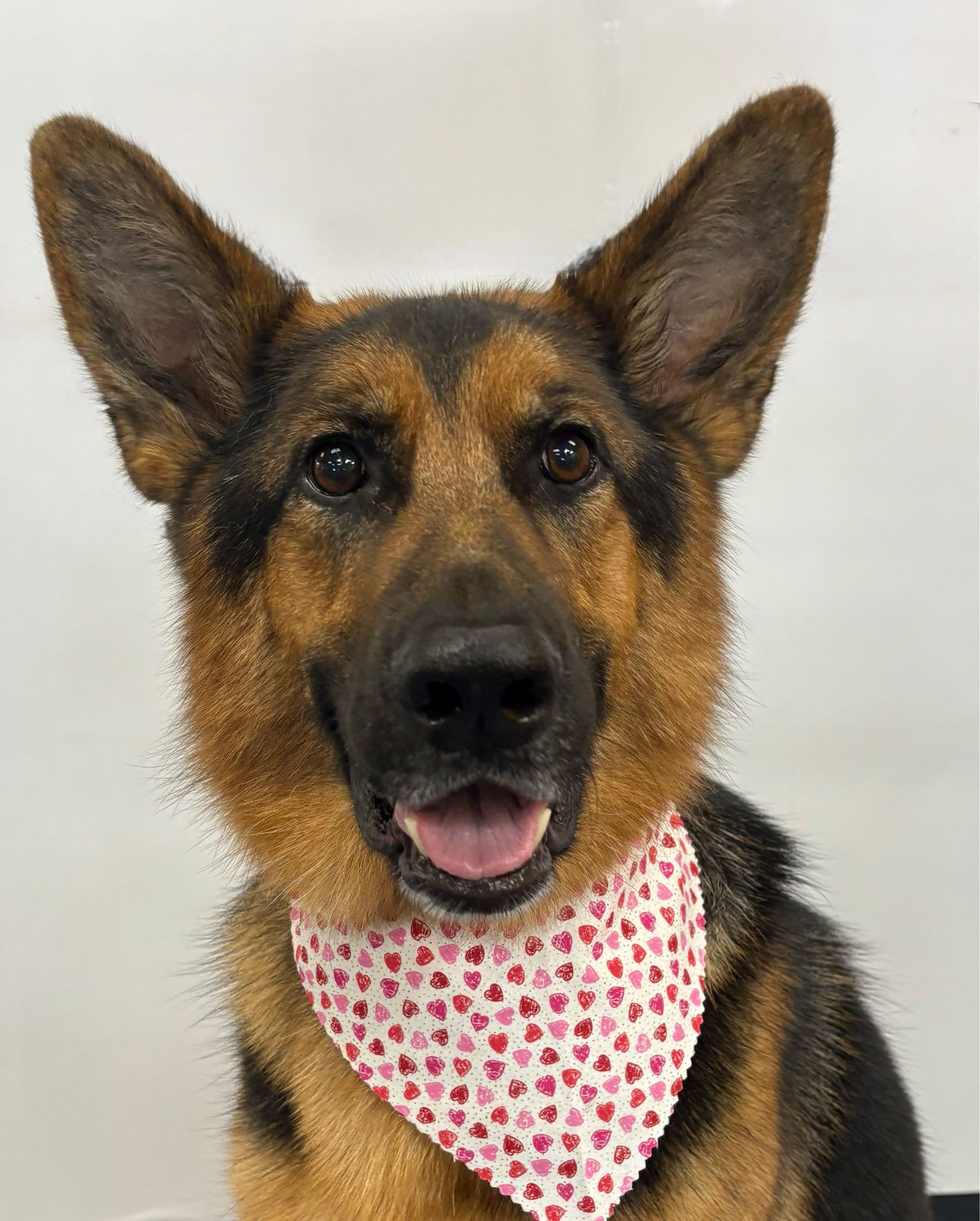 The Mellow Mutt LLC - Grooming Training | Manchester CT