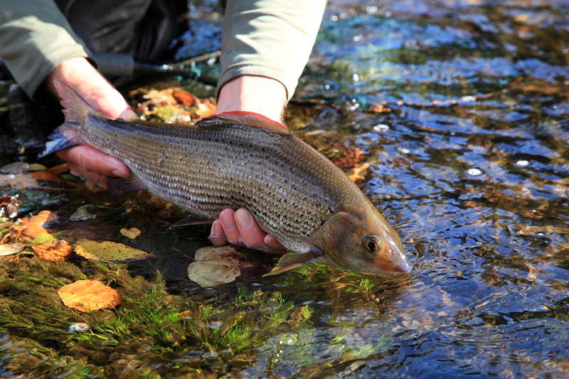 The Grayling Research Trust
