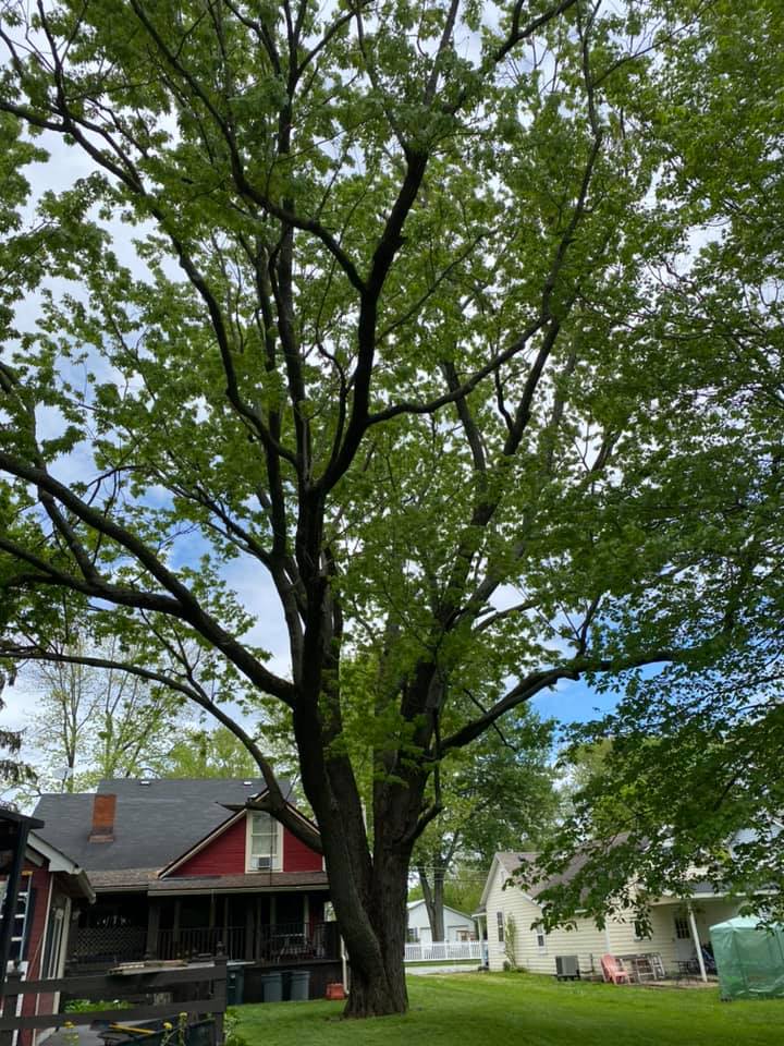 Tree Pruning | Middletown, OH | Ash Tree Service Pro