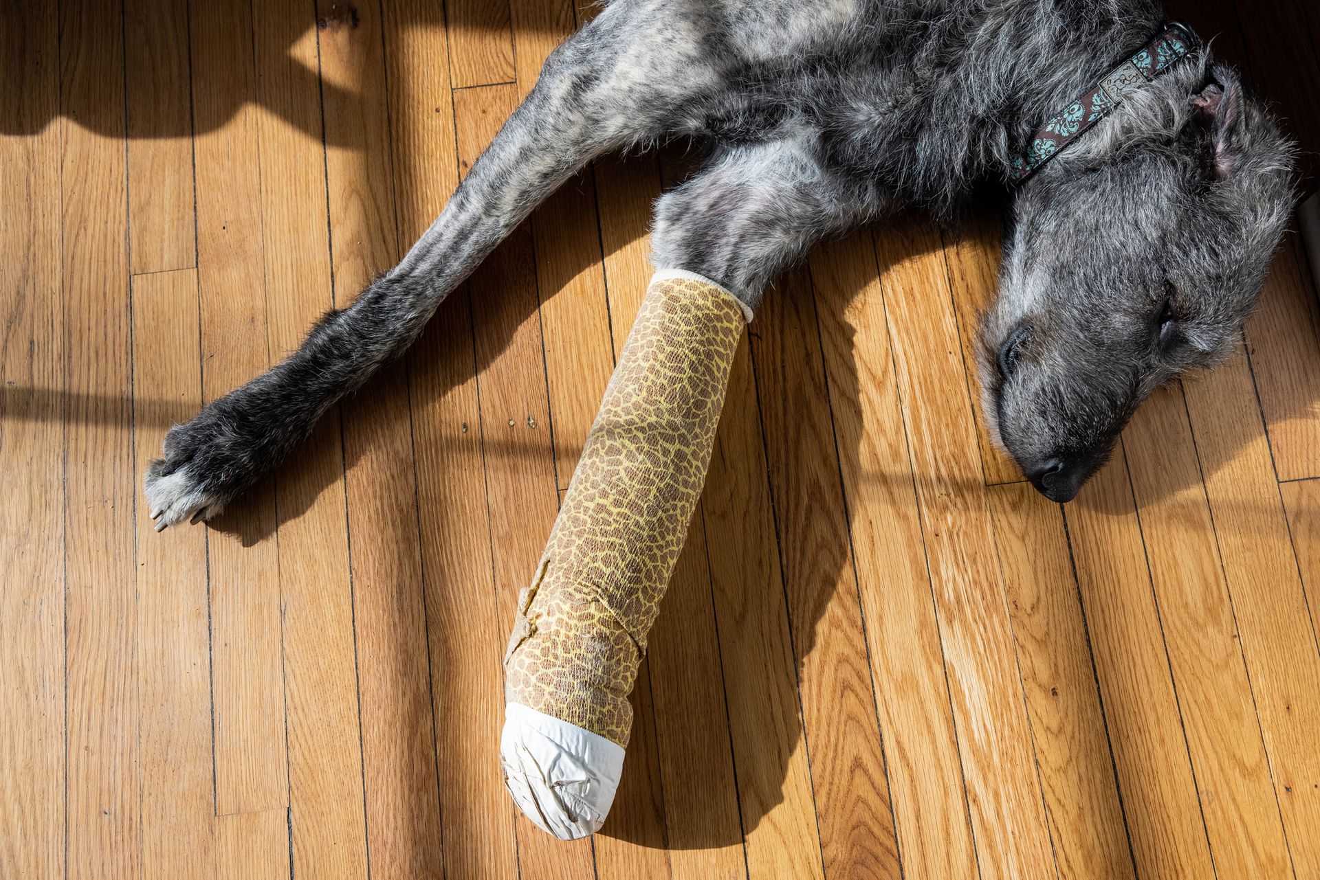 Vet Care | Mount Clemens, MI | Groesbeck Animal