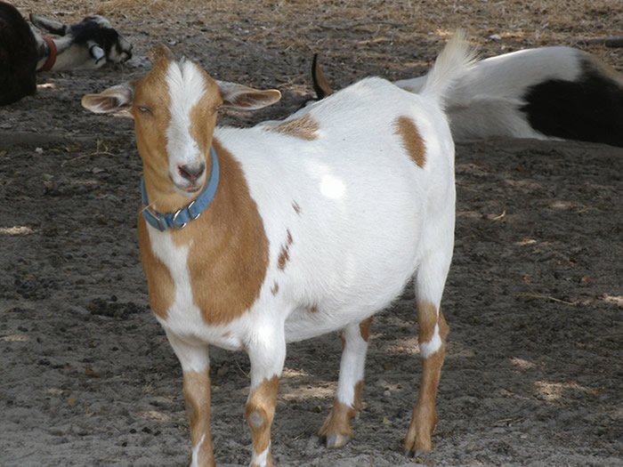 Meet-the-Goats