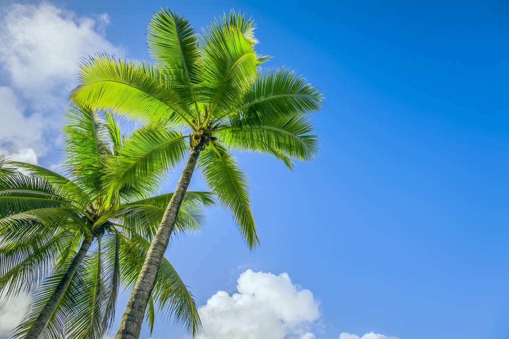 How To Remove A Palm Tree Stump 